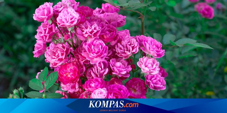 5 Hama yang Menyerang Pohon Bunga Mawar dan Cara Mengatasinya