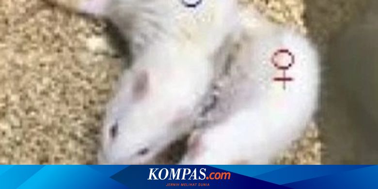 Ilmuwan China Bereksperimen Ciptakan Kehamilan pada Tikus Jantan ...