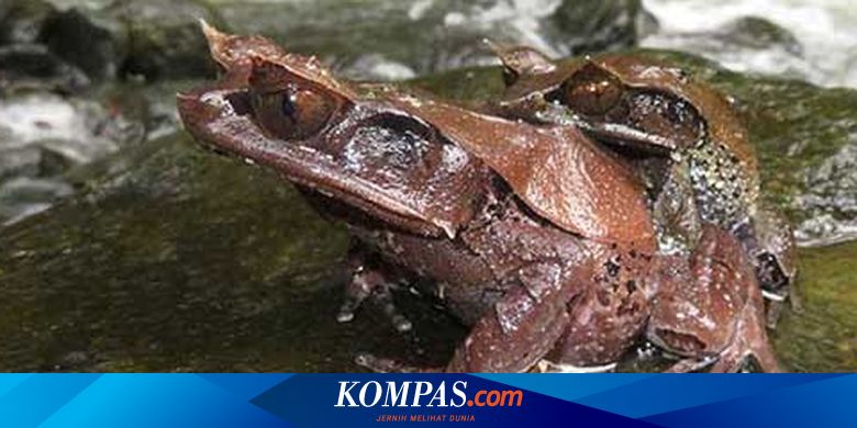 Ditemukan, Spesies Baru Katak Bertanduk dari Hutan Kalimantan