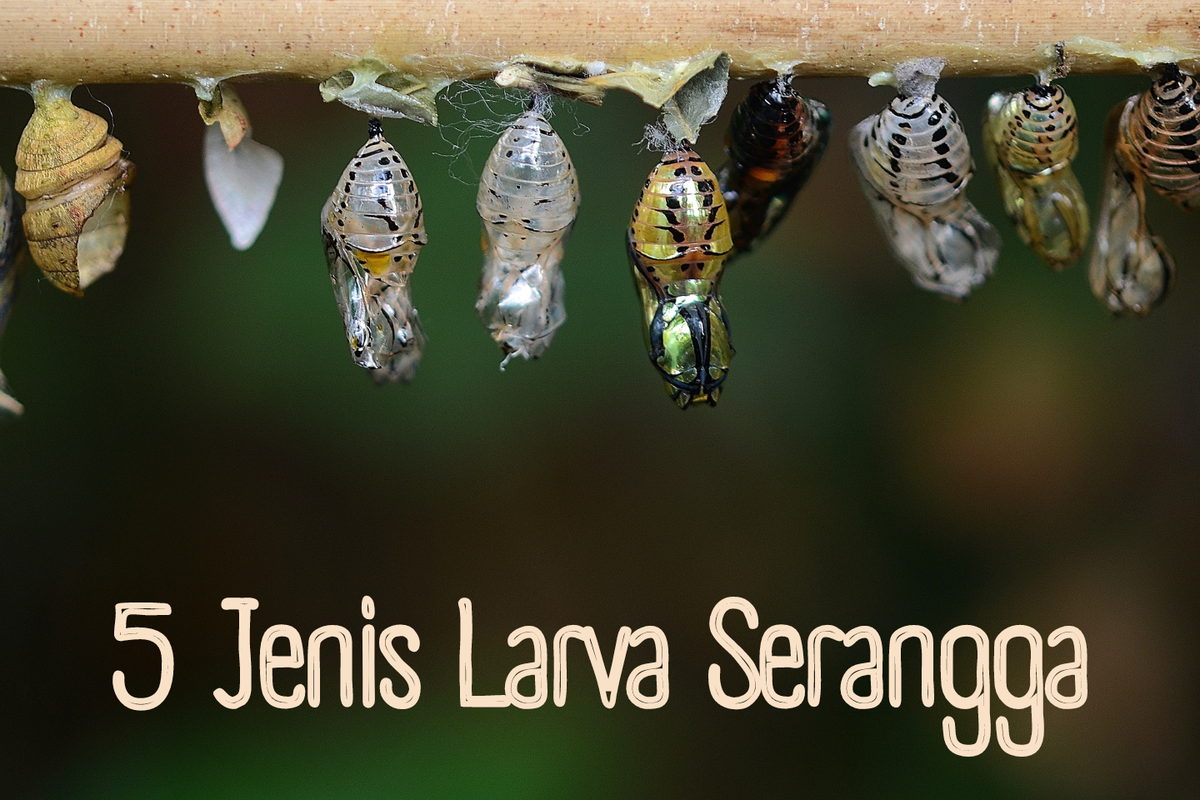 5 Jenis Larva Serangga