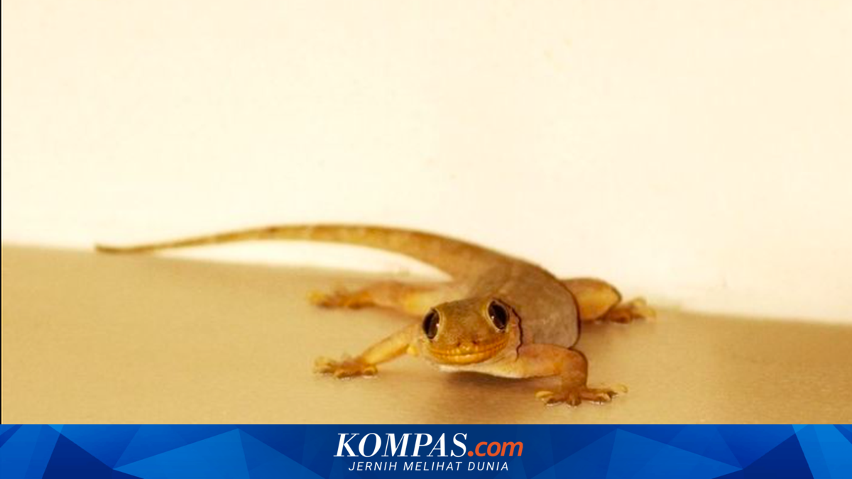 Cara Mengusir Cicak dengan 5 Suara, Apa Saja?