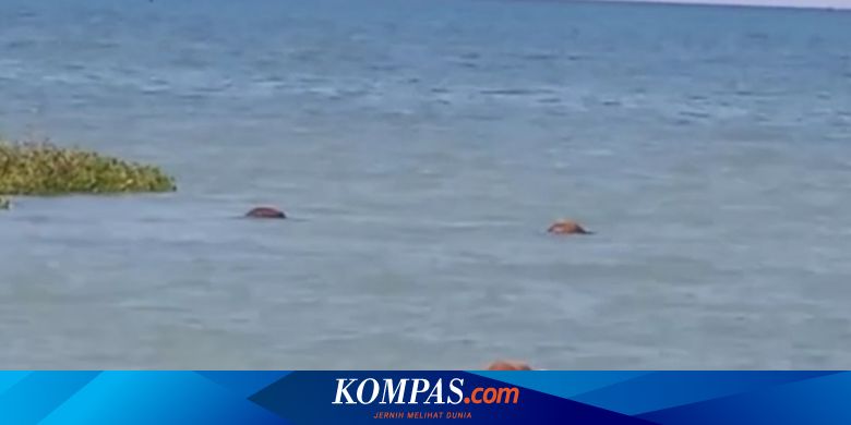 20 Bangkai Sapi Ditemukan Mengambang di Perairan Sampang