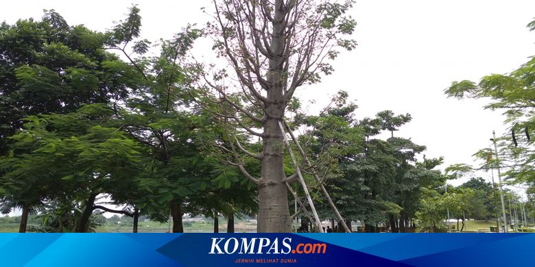 Menengok Pohon Kehidupan Rp 750 Juta di Tengah Bau Tak Sedap Waduk Ria Rio