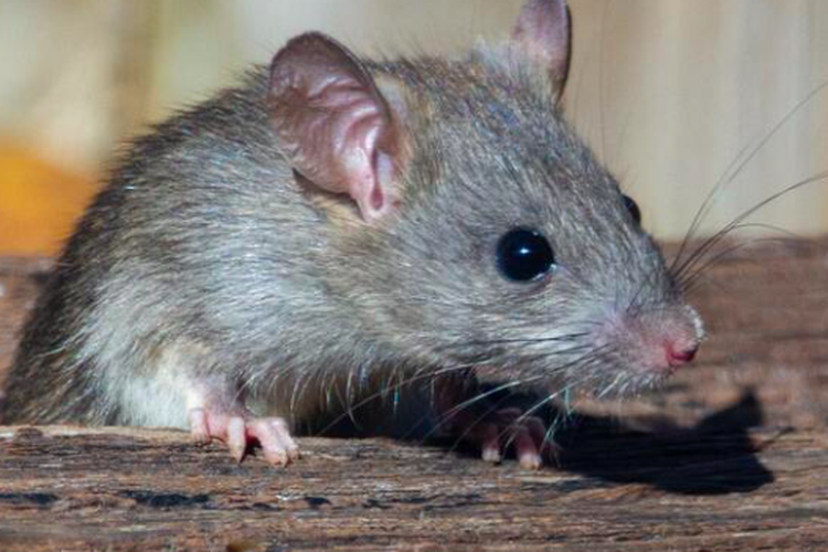 9 Jalur Masuk Tikus ke Rumah di Musim Hujan yang Perlu Diwaspadai