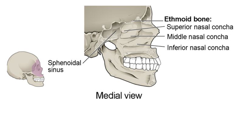 Konka: Pengertian dan Fungsinya pada Hidung Manusia