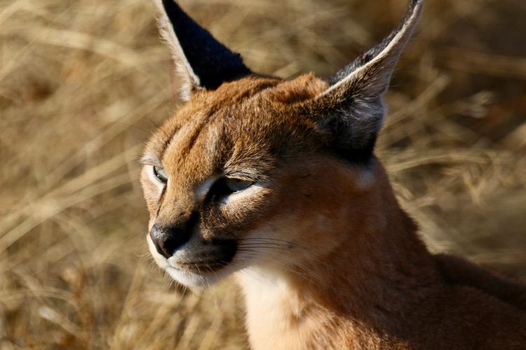 8 Fakta Menarik Kucing Caracal, Pemburu Andal dan Suka Menyendiri