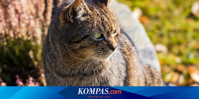 Kucing Liar Memangsa Anak Buaya yang Hampir Punah di Kuba