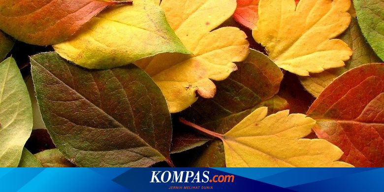 Cara Membuat Pupuk Organik dari Daun