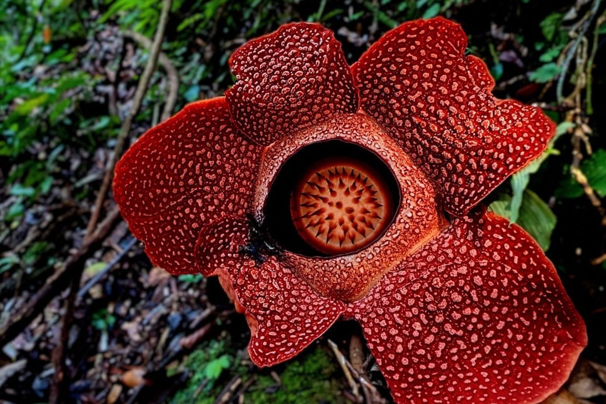 Rafflesia arnodlii Tumbuh di Dekat Kebun Kopi Bengkulu, Peneliti BRIN ...