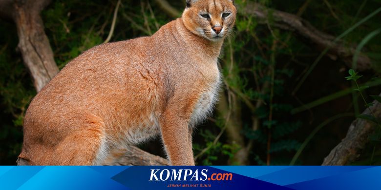 5 Fakta Menarik Kucing Caracal yang Harganya Bisa Mencapai Rp150 Juta
