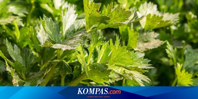 8 Manfaat Seledri untuk Kesehatan yang Perlu Diketahui