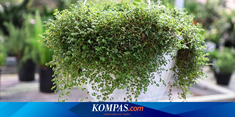 6 Cara Ampuh Membuat Tanaman Hias di Pot Lebih Rimbun dan Subur