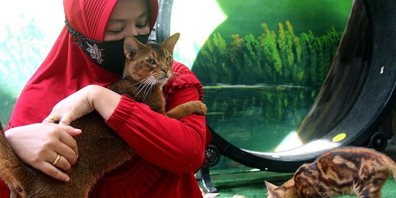 5 Pesona Kucing Kampung yang Bikin Manusia Tertarik Memelihara