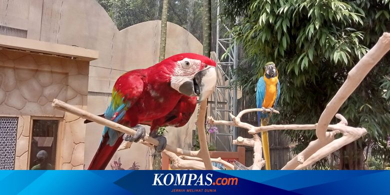 5 Aktivitas Seru di Jakarta Bird Land Ancol, Bisa Foto dengan Burung