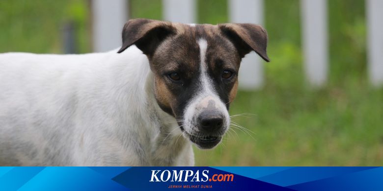 Kasus Gigitan Hewan Penular Rabies Marak di Gorontalo