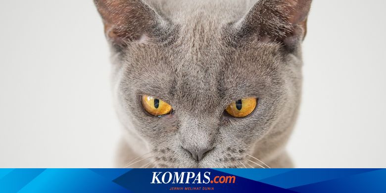 5 Cara Menjinakkan Kucing Galak dan Agresif