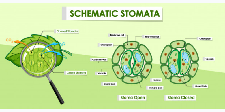 Memahami Stomata Fungsi Dan Mekanisme Kerjanya Pada T - vrogue.co Memahami Stomata Fungsi Dan Mekanisme Kerjanya Pada T - vrogue.co