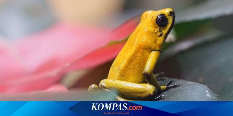 Mengenal Katak Racun Emas, Termasuk Hewan Paling Beracun di Bumi