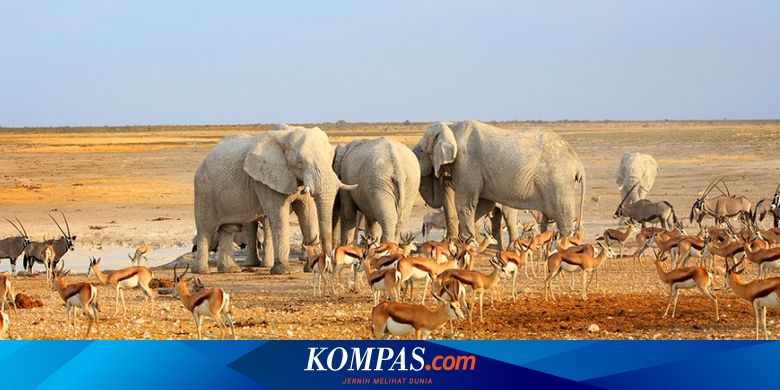 5 Tips Memotret Satwa di Alam Bebas