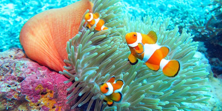 3 Langkah Kecil untuk Selamatkan Laut, Kamu Bisa Memulainya Sekarang