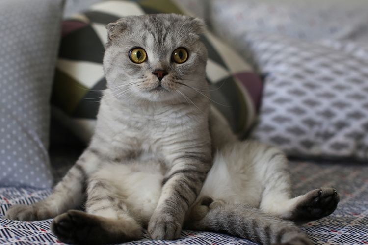 Ragam Alasan Kucing Duduk seperti Manusia