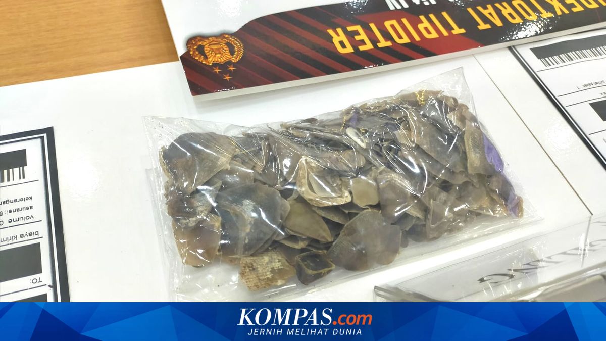 Bareskrim Gagalkan Penjualan Sisik Tenggiling, Temukan Barang Bukti 30,5 Kg