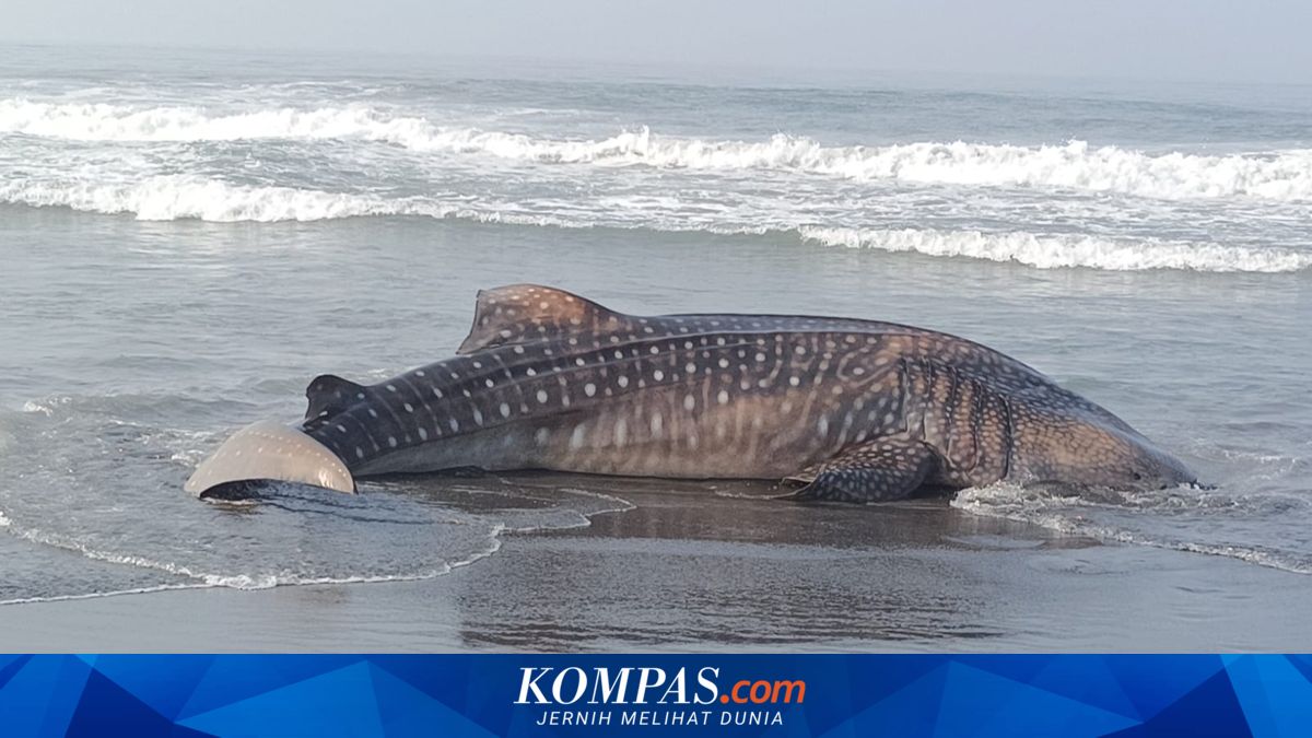 Bangkai Ikan Hiu Tutul Terombang-ambing di Pantai Kulon Progo