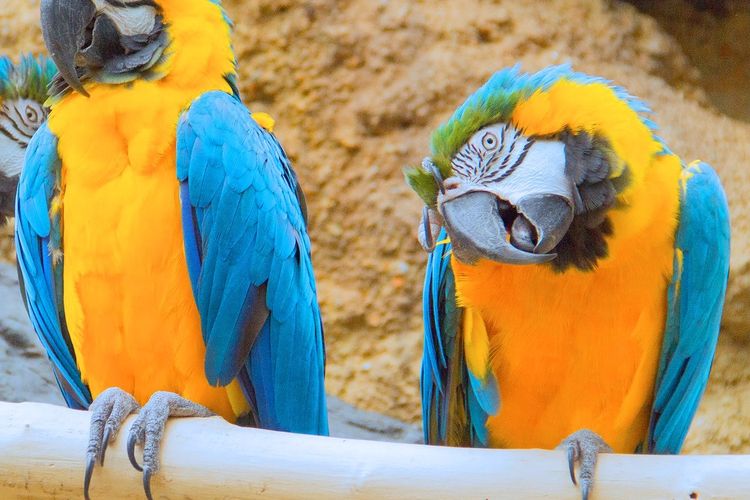7 Hal yang Perlu Dipertimbangkan Sebelum Memelihara Burung Macaw