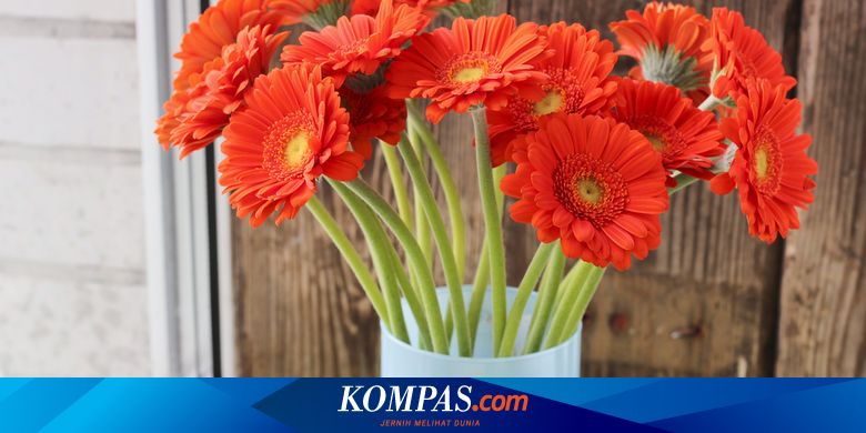 7 Fakta Menarik tentang Bunga Gerbera Daisy yang Penuh Warna