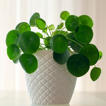 5 Tanaman Hias yang Cocok Jadi Kado Valentine