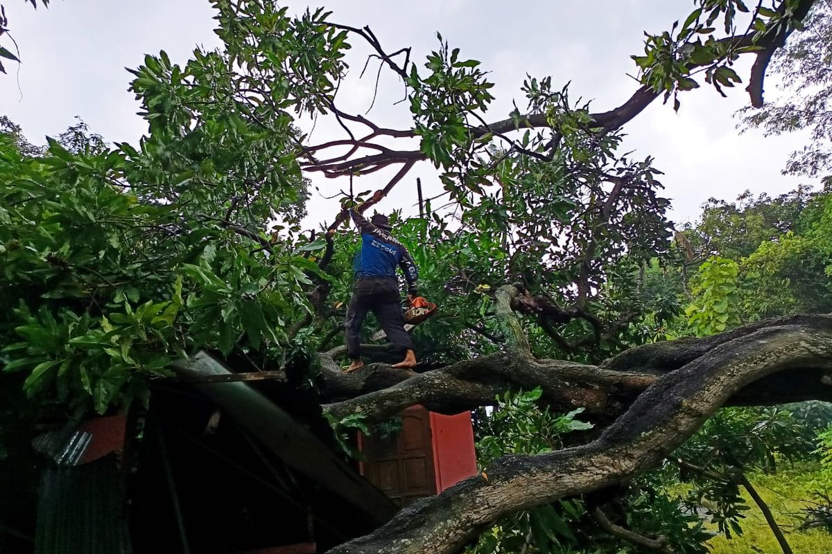 Hujan dan Angin Kencang, Pohon Tua Tumbang Timpa Rumah Warga Situbondo