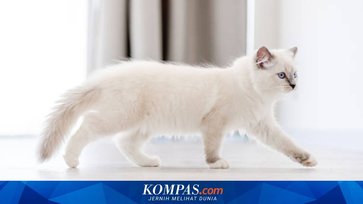 7 Ras Kucing Paling Kalem dan Cocok untuk Dipelihara