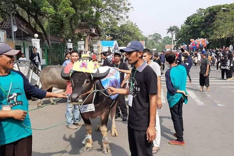 Festival Seni Multatuli 2023, Parade Kerbau di Rangkasbitung Kembali ...