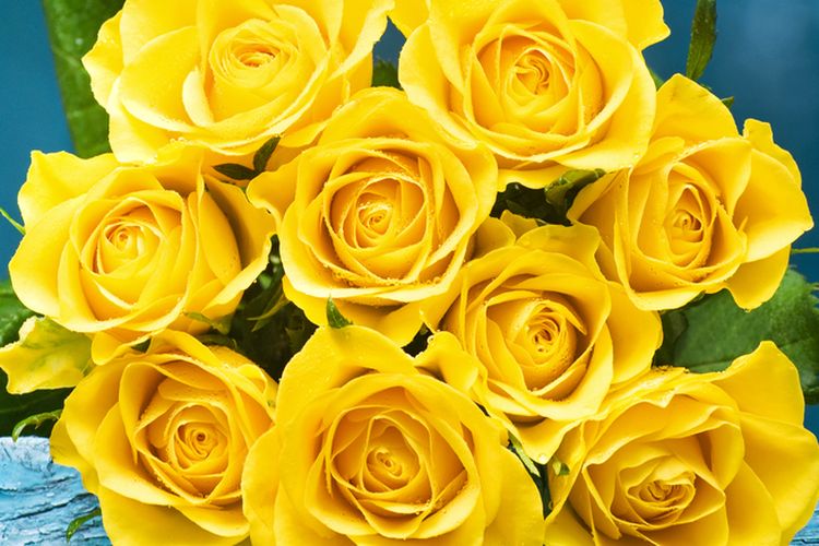 Mengenal Simbol dan Arti Bunga Mawar Kuning