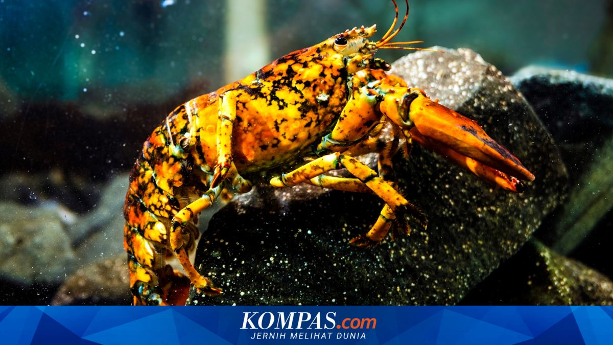 Lobster Oranye-Hitam Ini Hanya 1 dari 20 Juta, Kini Jadi Bintang ...