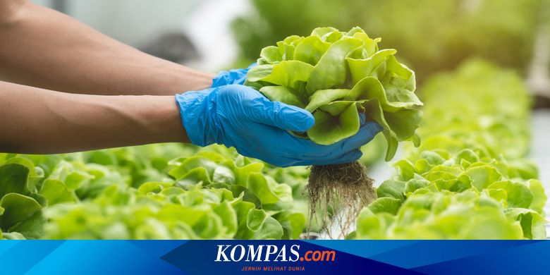 6 Tanaman Sayur yang Tumbuh Subur di Dalam Ruangan, Bisa Panen Terus