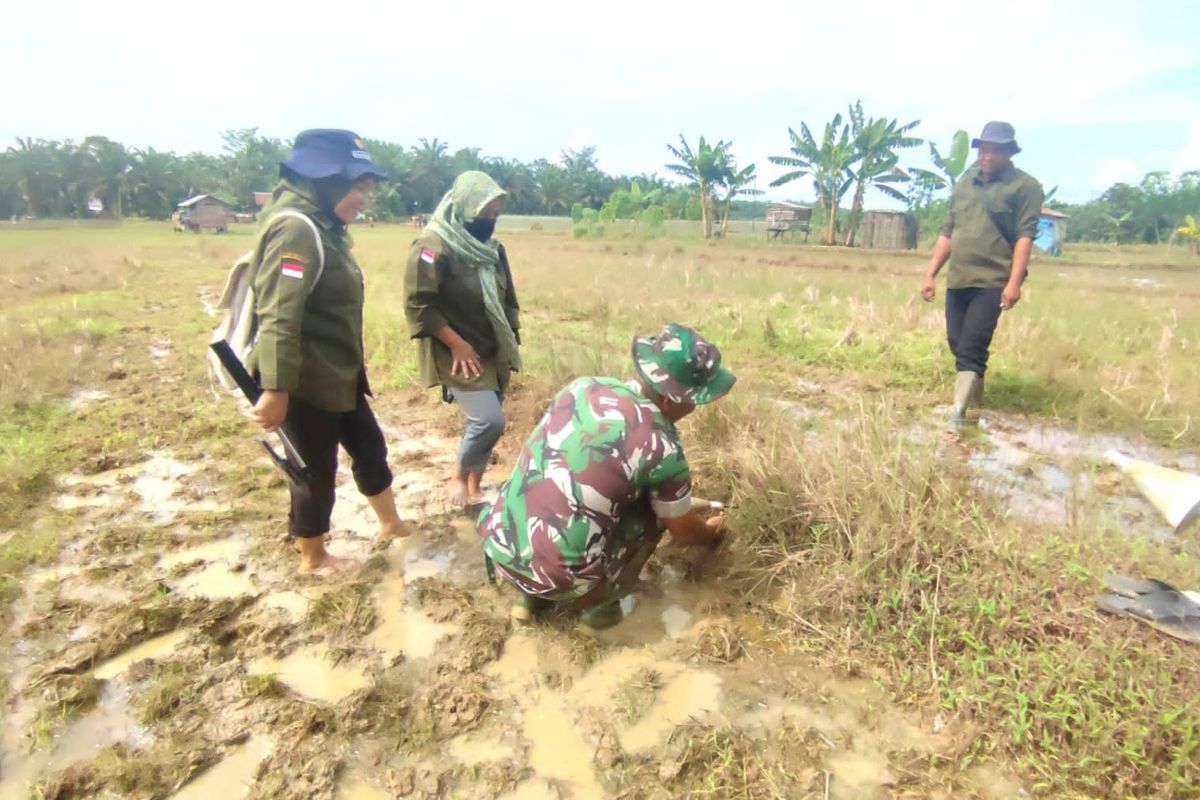 Jelang Musim Tanam Padi, Petani dan TNI "Perangi" Tikus di Rokan Hulu