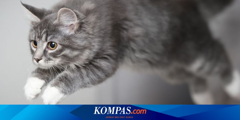 Alasan Kucing Suka Melompat dan Tinggi Lompatannya
