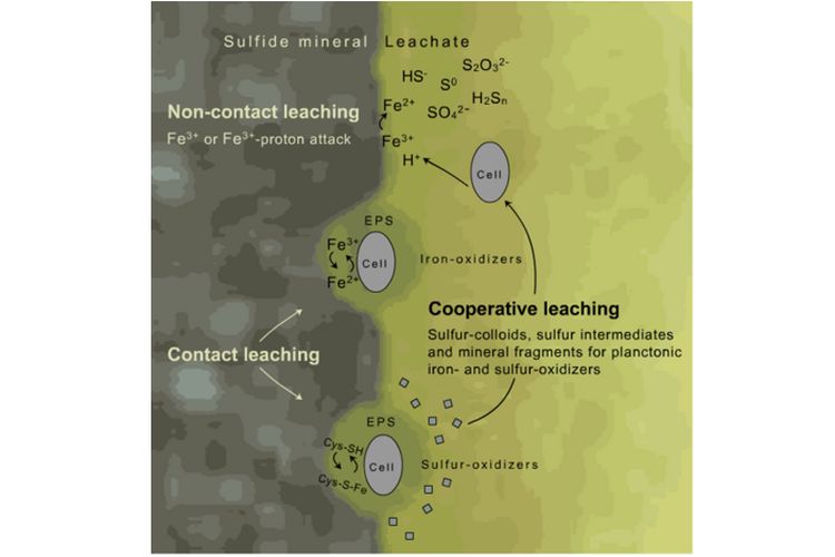 Bioleaching: Pengertian, Kelebihan, dan Kekurangannya