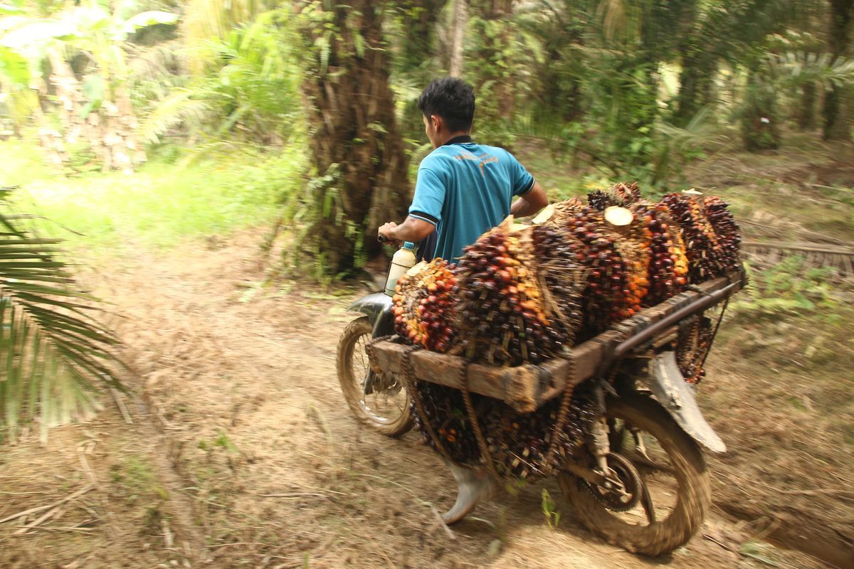Jeritan Petani Sawit Langkat: Harga TBS Anjlok, Modal Pupuk Meroket ...