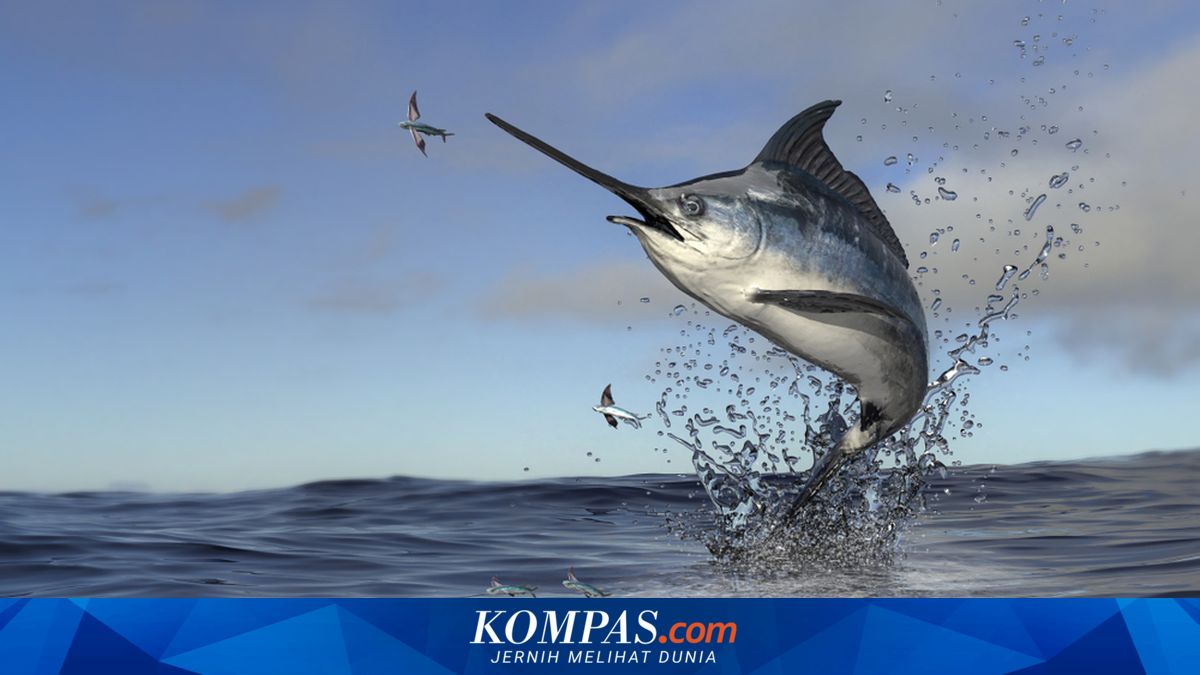 Nelayan Pamekasan Diserang Ikan Marlin Saat Menyelam, Moncong Menancap ...