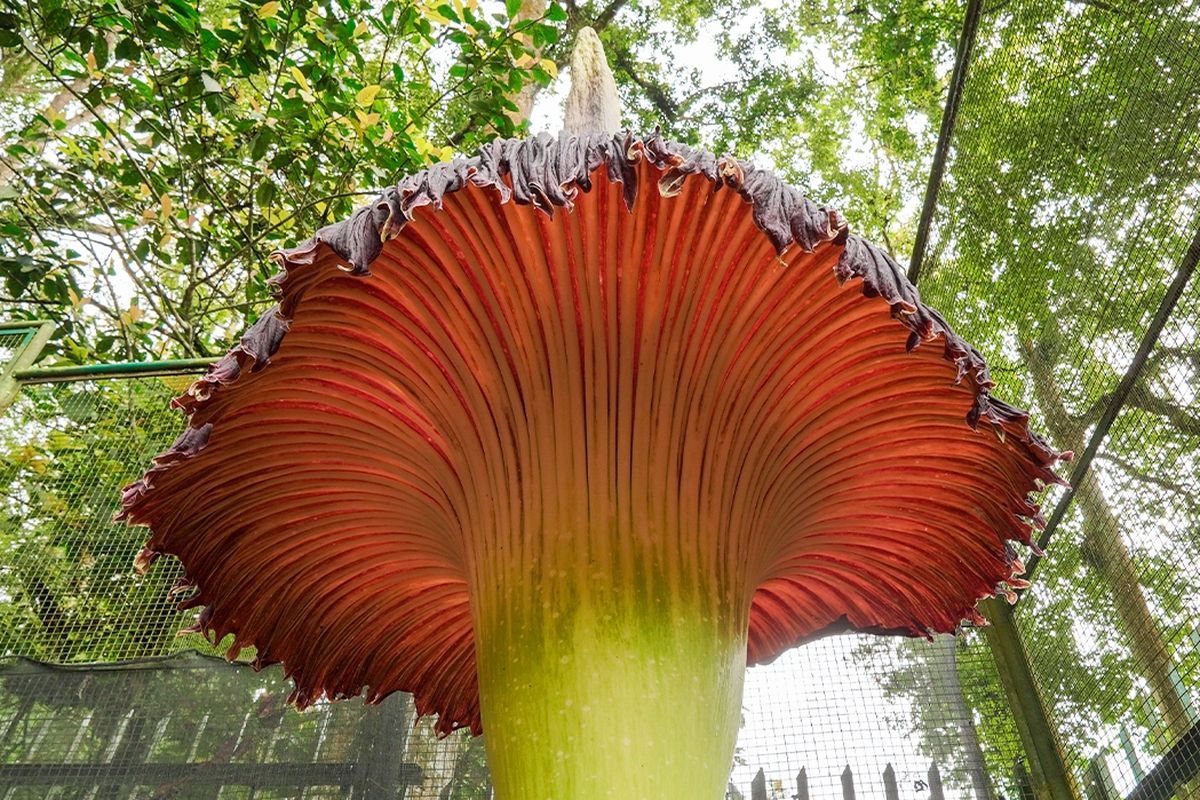 Ketika Warga London Rela Antre untuk Mencium Aroma Bunga Bangkai...