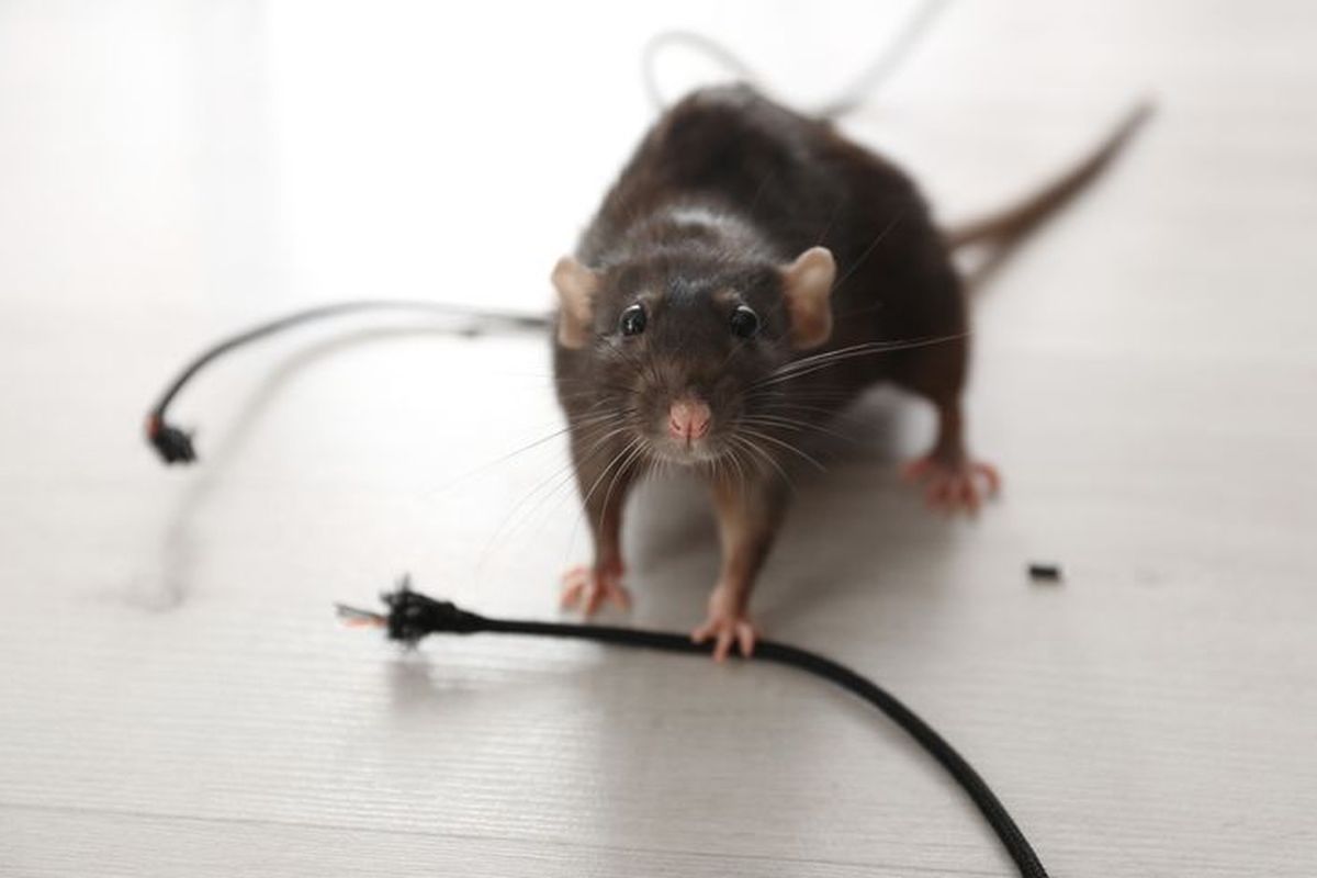 Tanda Tikus Bersarang di Rumah dan Cara Menyingkirkannya, Jangan Abai