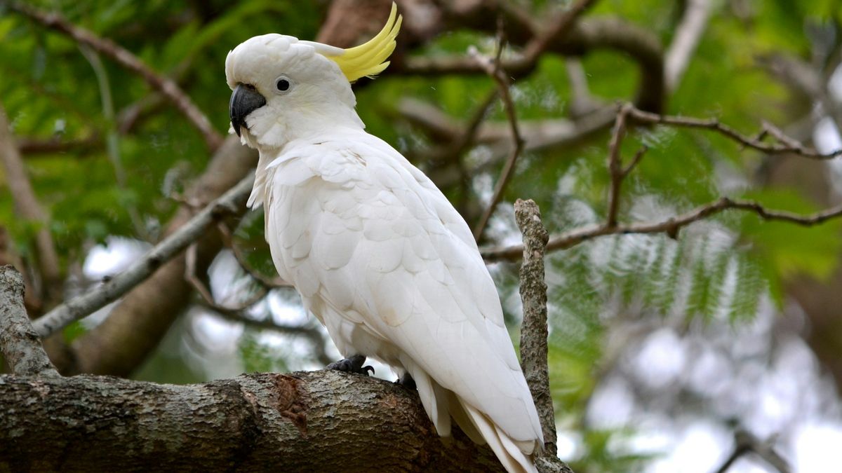 Apa Flora dan Fauna yang Berada di Sebelah Timur Garis Weber? Ini ...