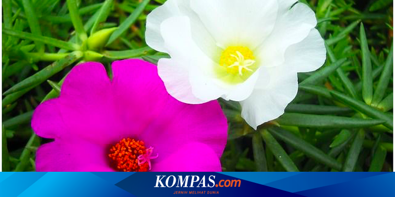 Tips Menanam dan Manfaat Bunga Pukul Sembilan