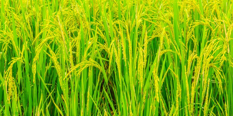 Ciri-ciri Tanaman Padi Terkena Penyakit Kresek dan Cara Mengatasinya