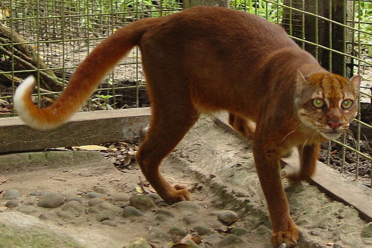Mengenal Kucing Merah Kalimantan, Kucing Paling Langka dari Borneo