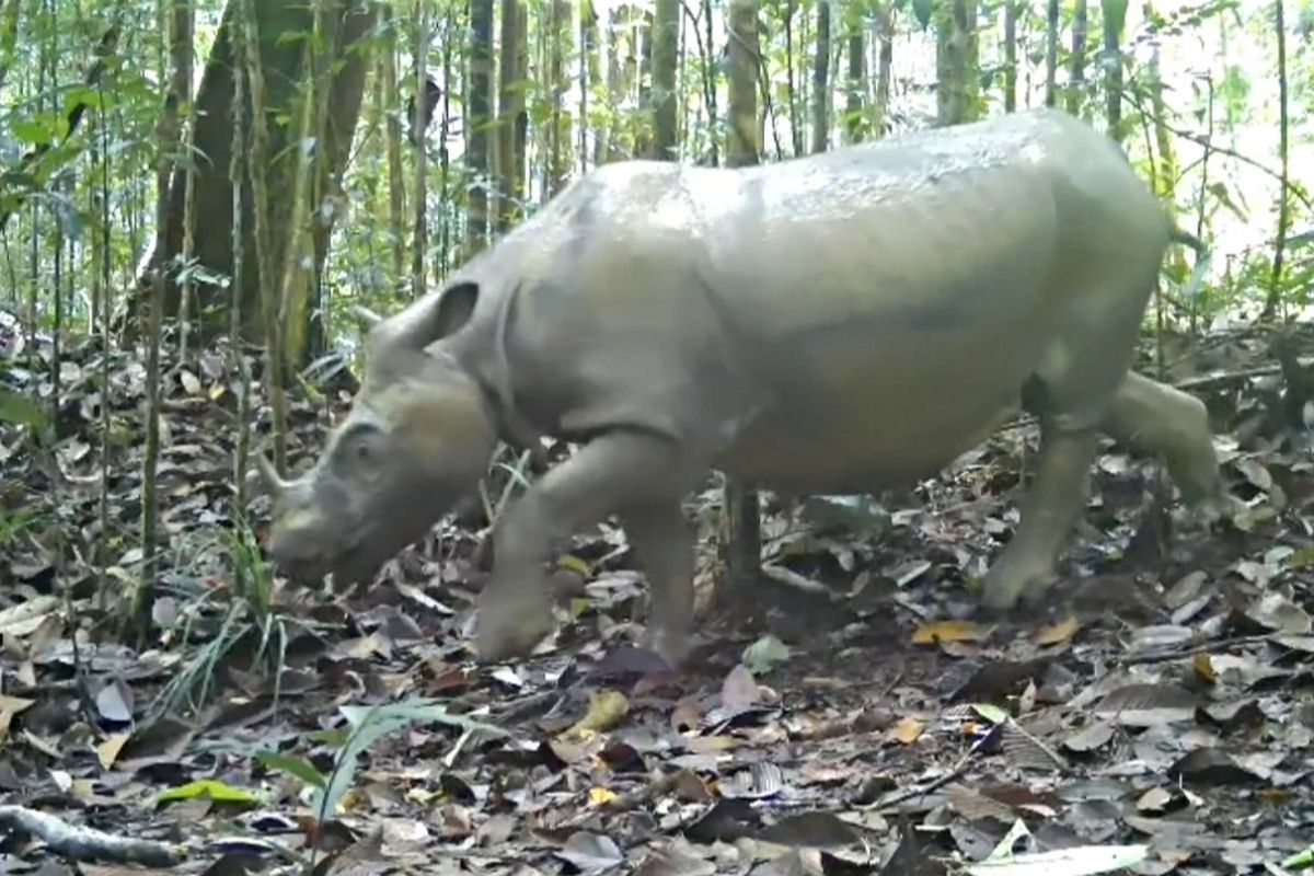 Bayi Tabung Jadi Harapan Terakhir Selamatkan Badak Kalimantan dari ...