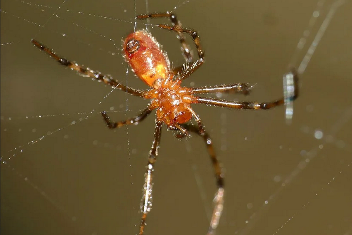 Laba-laba: Metamorfosis (Siklus Hidup) dan Jenisnya