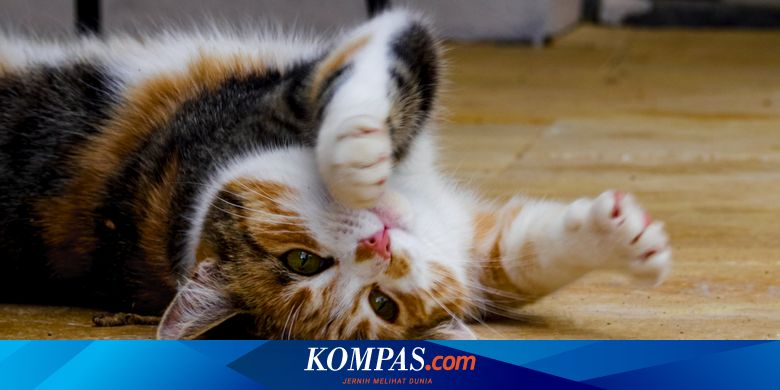 Senang Berjemur, Apakah Kucing Berkeringat?